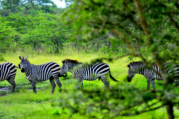 List of all Uganda National Parks - Habari Uganda Tours