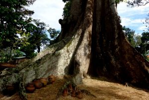 Nakayima Tree: Facts about the historic tree
