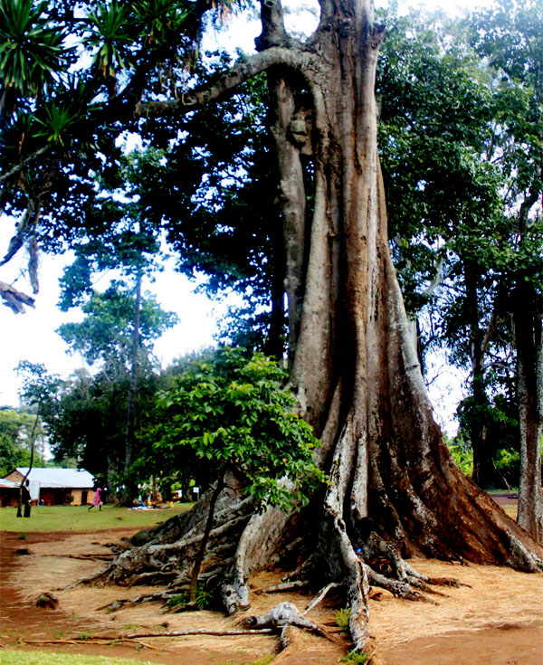 Nakayima Tree: Facts about the historic tree - Habari Uganda Tours