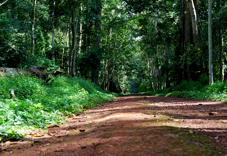 Budongo Forest Reserve