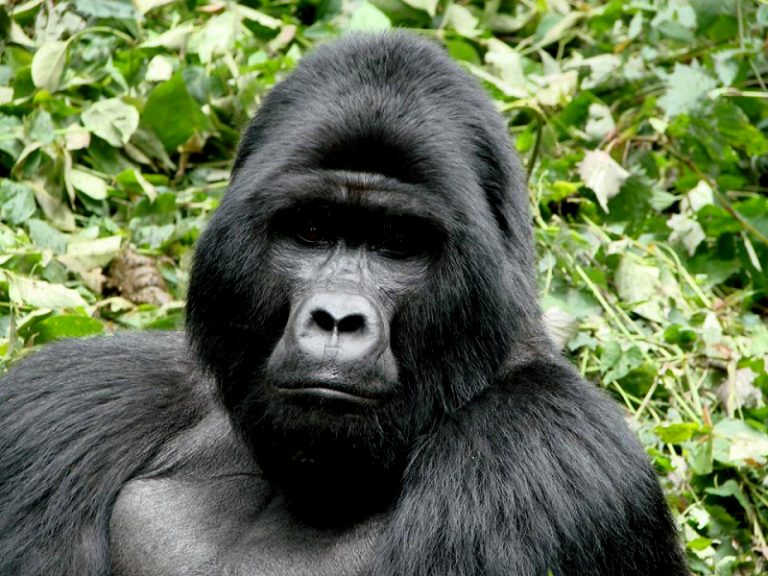 Where to find the Silverback Gorillas in Uganda - Uganda Safaris ...