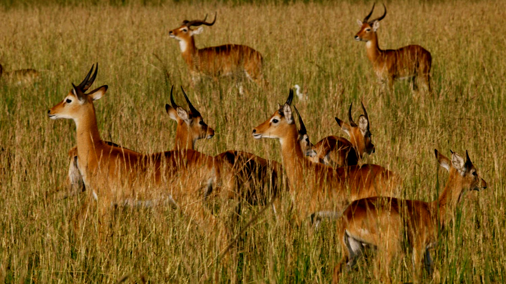 Toro Semiliki Wildlife Reserve - Uganda national reserve