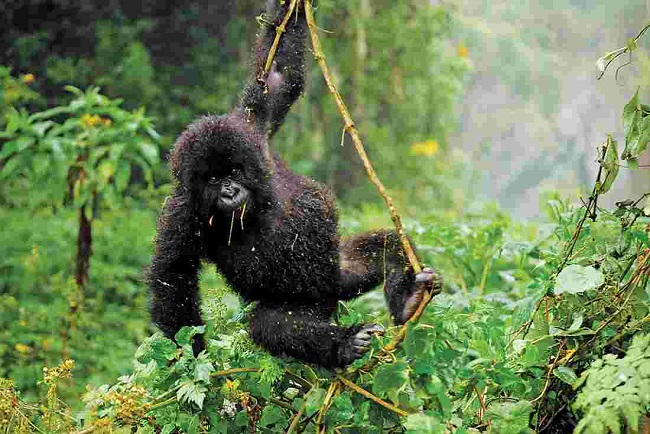 Gorilla Habituation Experience in Uganda, Prices, Where to go