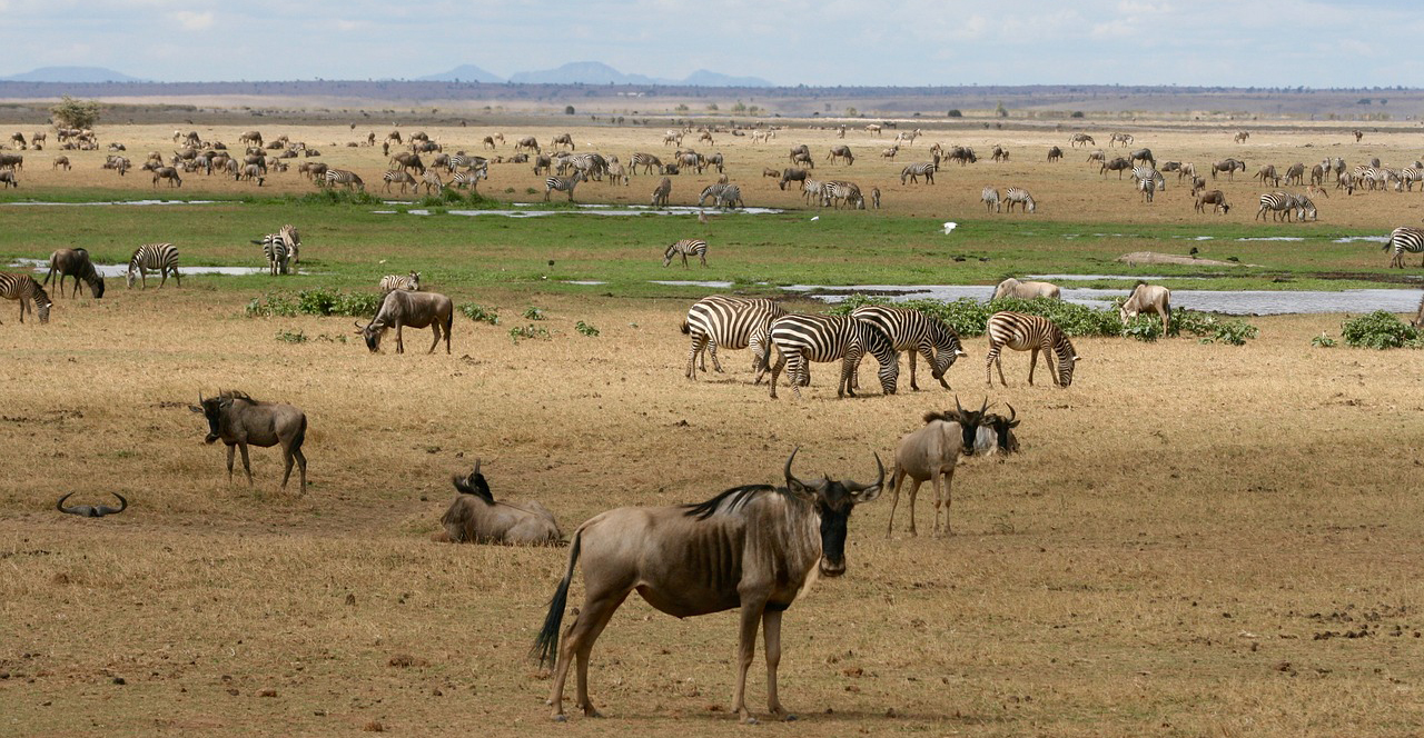 Leading Tours & Travel Operator in Uganda, Rwanda, Kenya & Tanzania