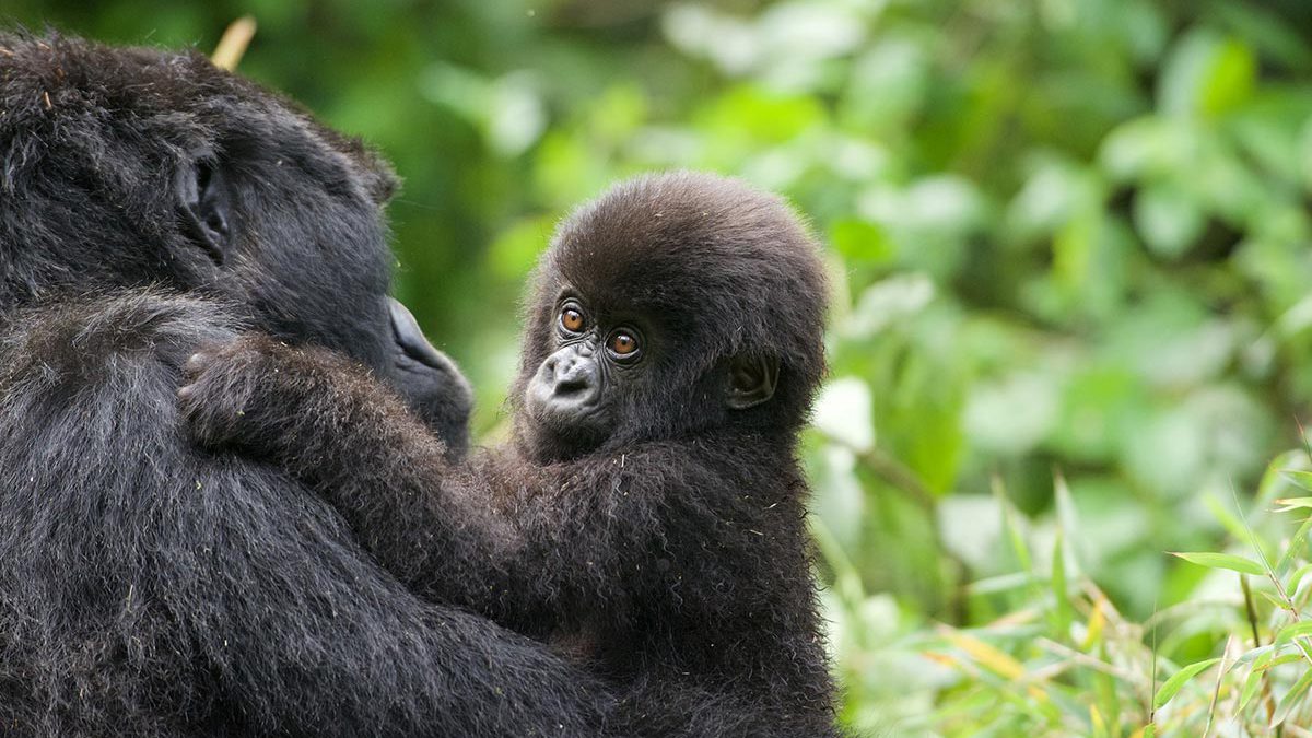Mountain gorillas in Africa - gorilla trekking tours and safaris