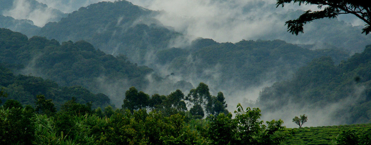 weather at bwindi impenetrable national park - bwindi forest national park