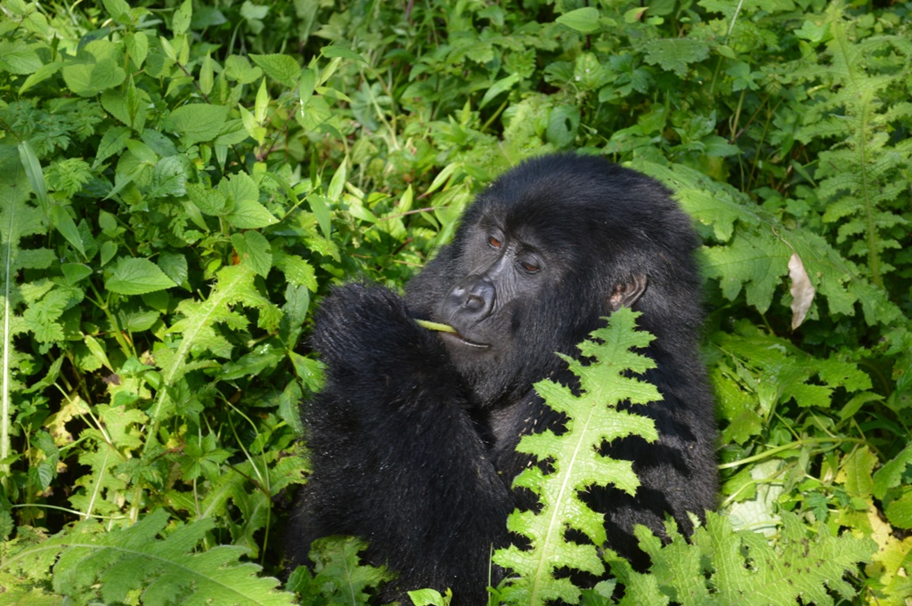 Munyaga gorilla group - congo gorilla groups , congo gorillas safari