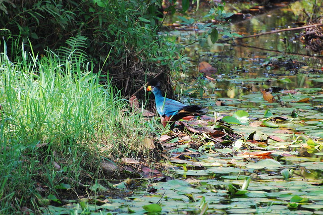 Bigodi Wetland Sanctuary | Bigodi Swamp Walk Tour