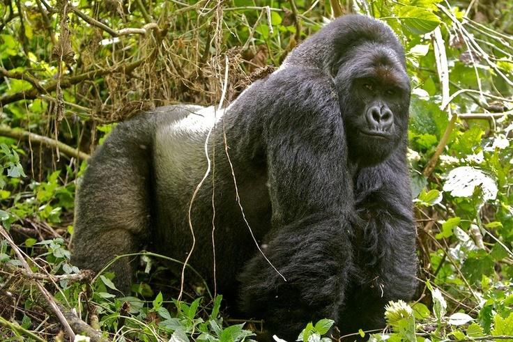 Facts about Mountain gorillas in Africa