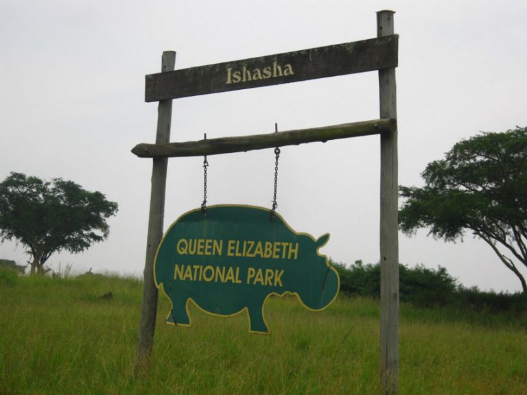 Ishasha Sector | Queen Elizabeth National Park | Tree Climbing Lions