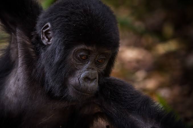 Primate Viewing in Uganda | Uganda Primates Tour