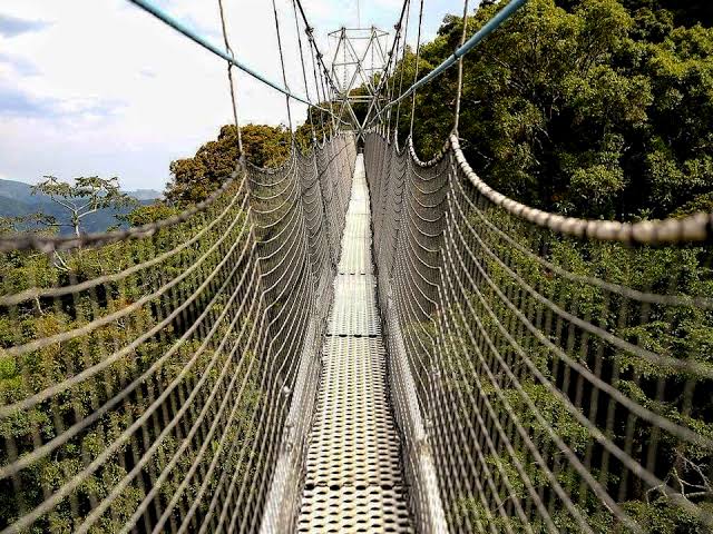 Canopy walk | Nyungwe Forest National Park | Rwanda Wildlife Safaris