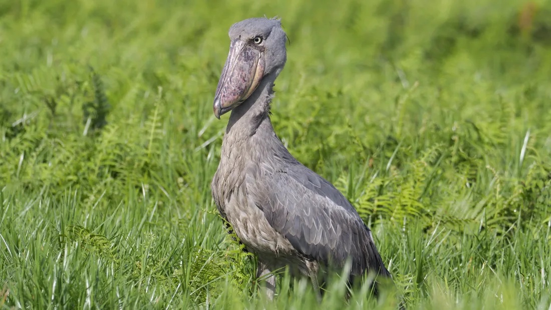 Facts About Shoebill Stork | Birding Safaris in Uganda