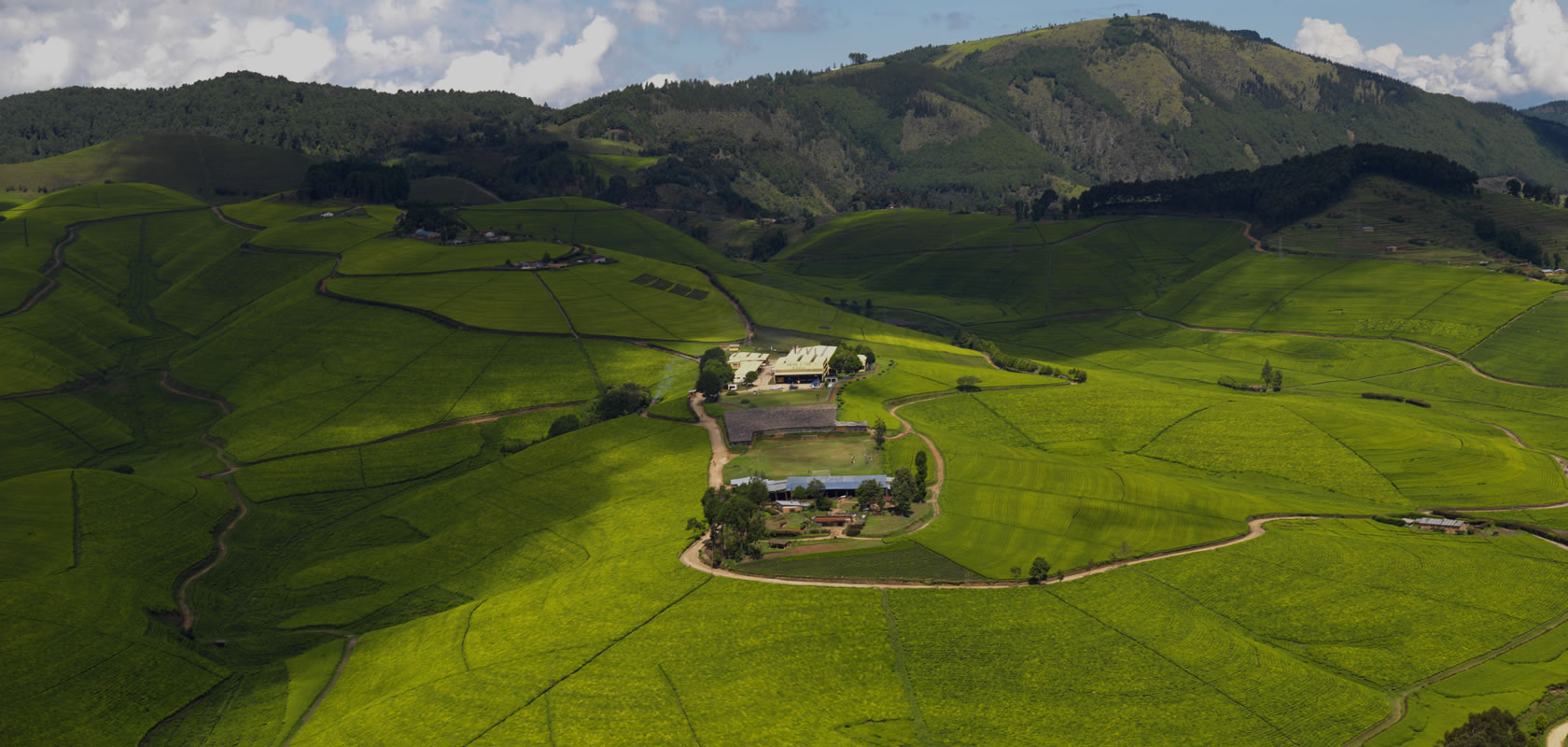 Tea tours in Rwanda | Rwanda Safari Tours | Rwanda Farm Tours