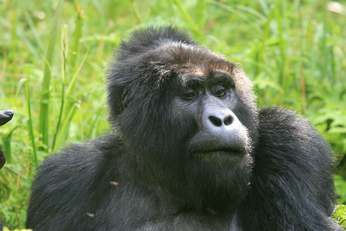 5 Top tourist activities in Uganda | Uganda Safari Tours