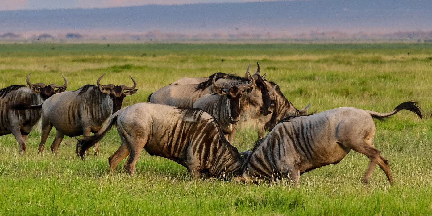 8 Days Kenya & Tanzania Combined Wildlife safari | East Africa Safaris