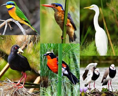 Mabamba Swamp Tour | Mabamba Birding Safari | Bird watching Tour