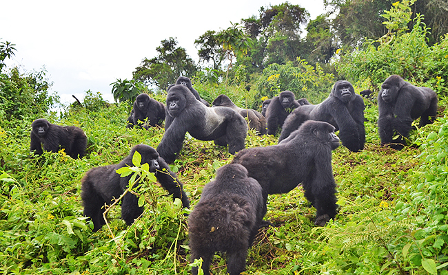 What part of Africa Do Mountain Gorilla Live in? | Gorilla Trekking safaris