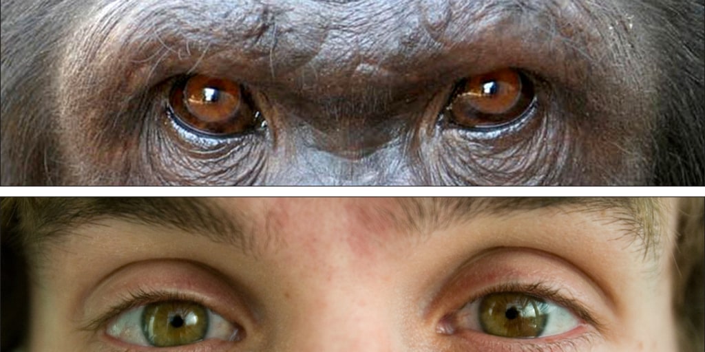 Can You Look at A Gorilla in The Eye? | Gorilla Trekking Safaris Tour