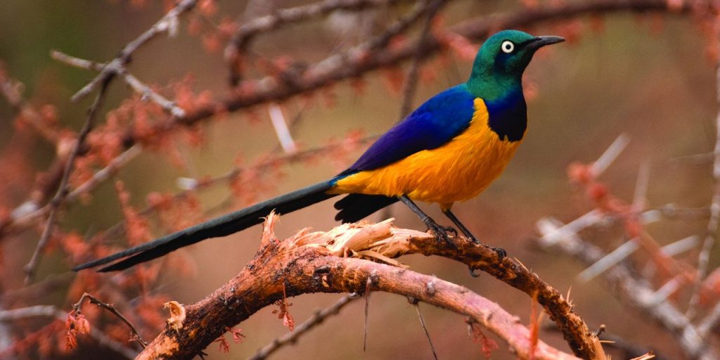Birding in Aberdare National Park | Kenya Birding Safaris | Kenya Tours