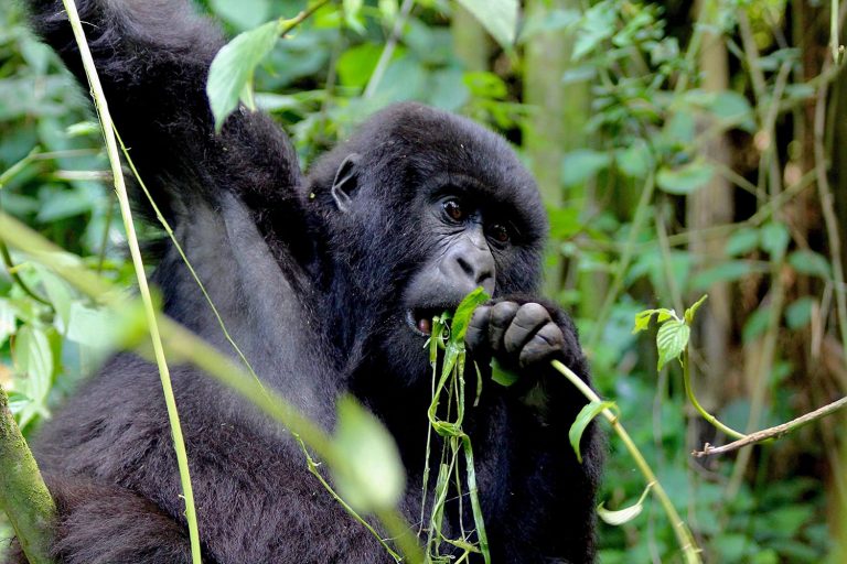 How Tall, Big, Heavy and Strong the Average Gorillas | Gorilla Trekking ...