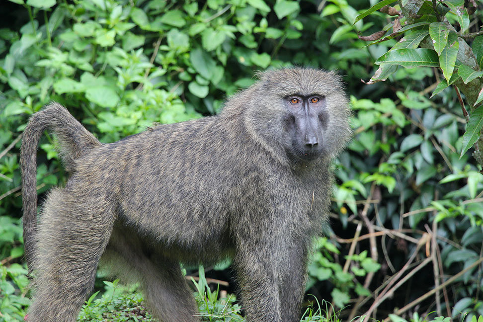 Busitema forest reserve | Budongo Forest | Uganda Safaris Tours