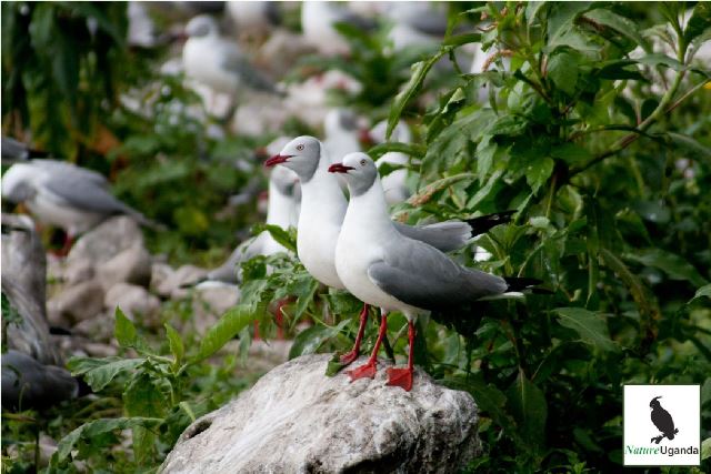 Visit Musambwa Island Uganda | Islands on Lake Victoria | Uganda