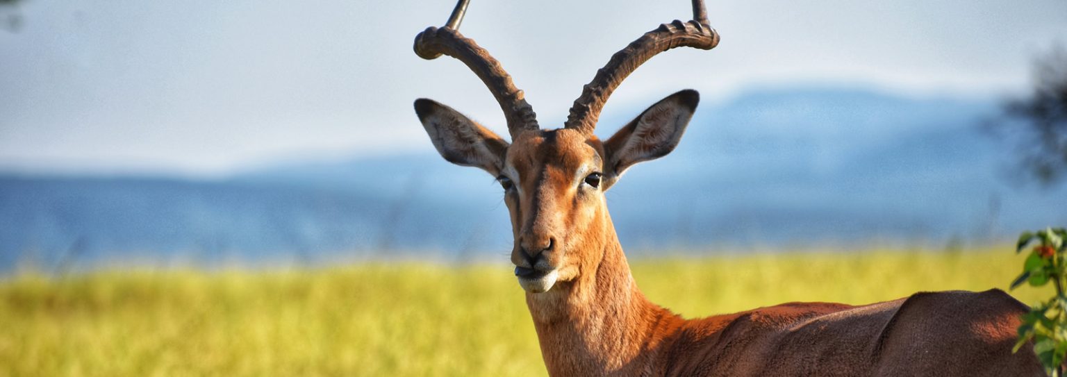 Saanane Island National Park | Saanane Island | Tanzania Safaris