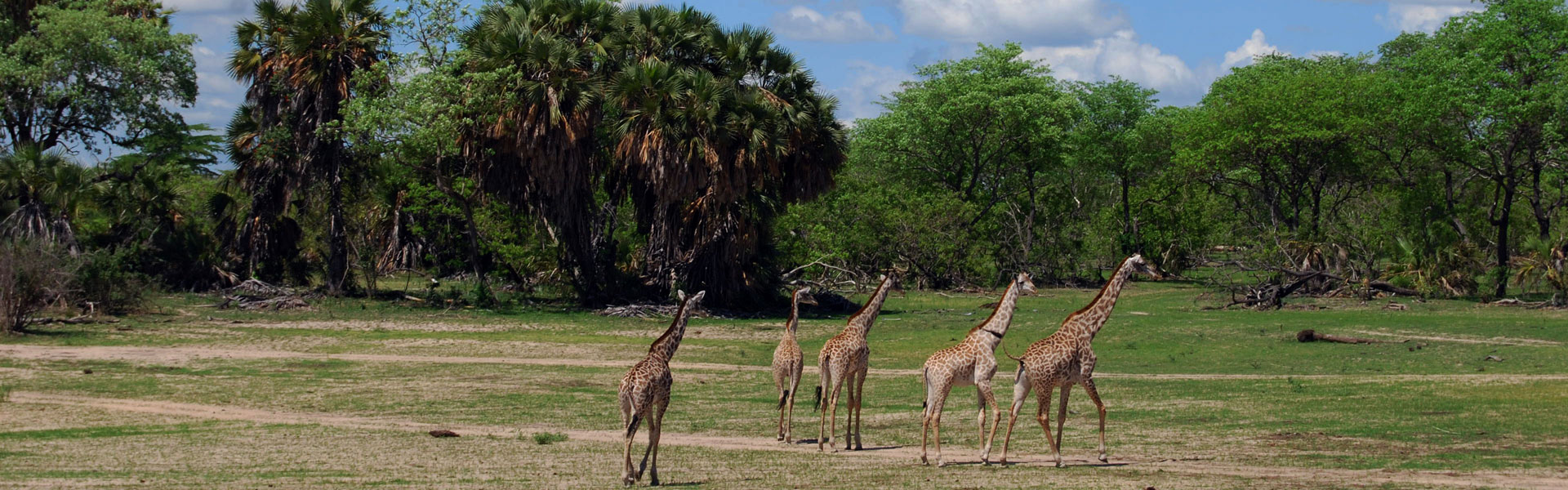Biharamulo Forest Reserve | Tanzania Wildlife Safaris | Tanzania Tours