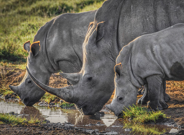 What Animals Are In Mkomazi National Park? | Tanzania Safaris