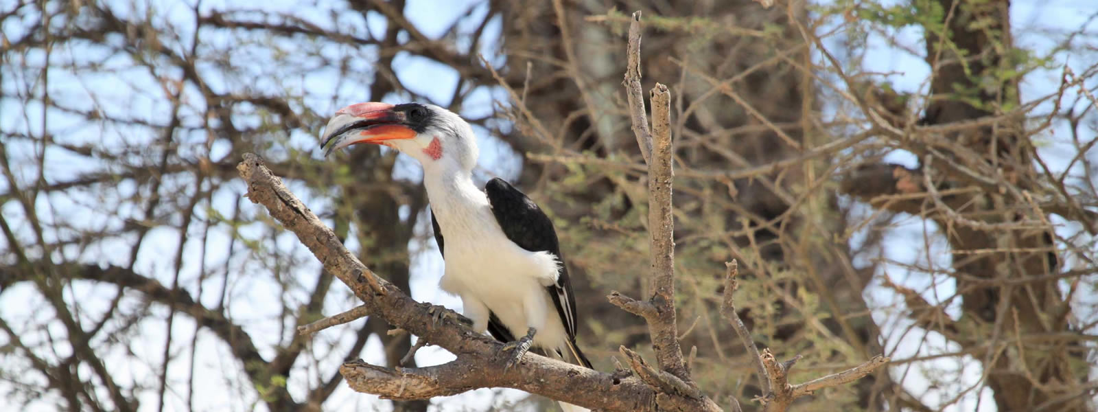 Bird Watching In Tarangire National Park | Tanzania Safaris
