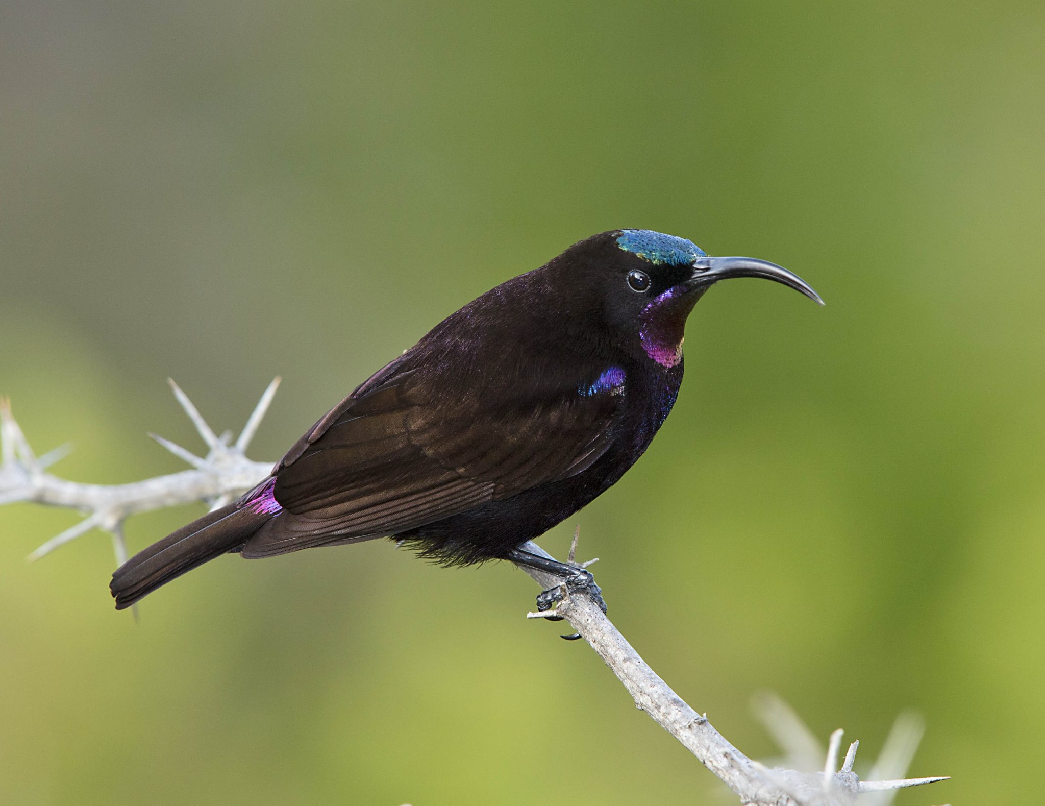 List of bird species in Ol Pejeta Conservancy | Kenya Safaris