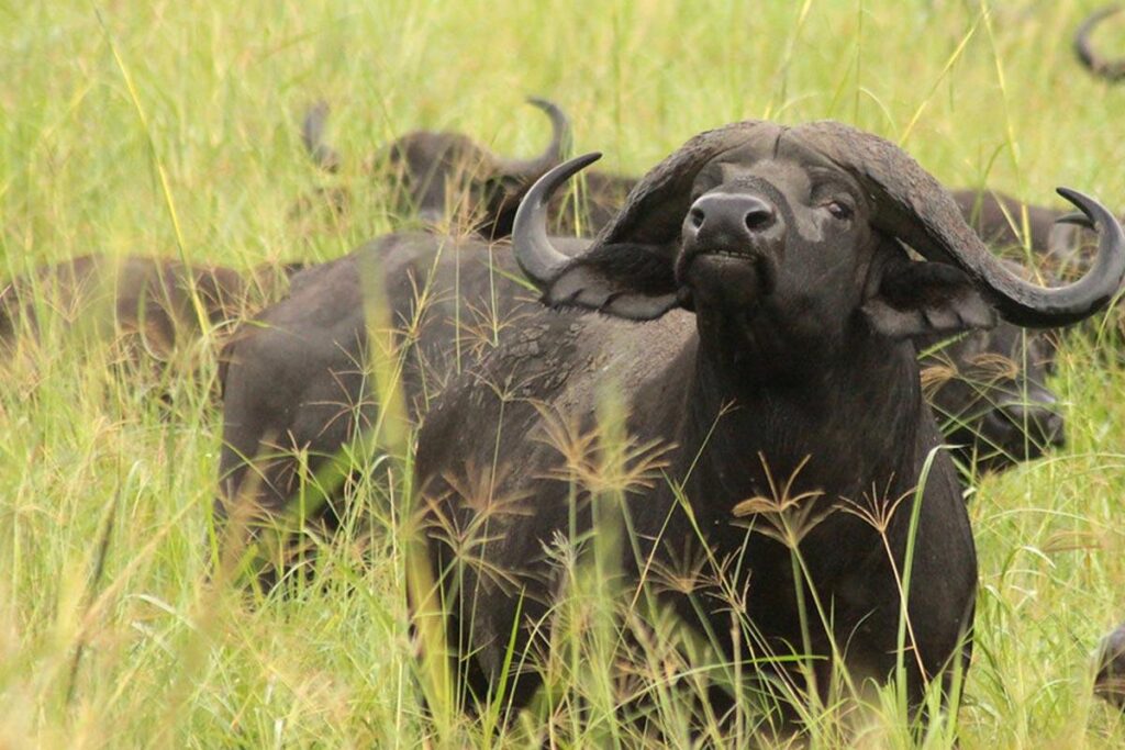 Tourist attractions in Kidepo national park | Uganda Safaris Tours