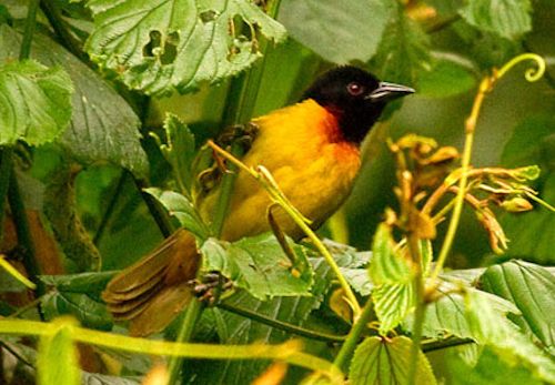 Birding at Rugezi Marsh wetland
