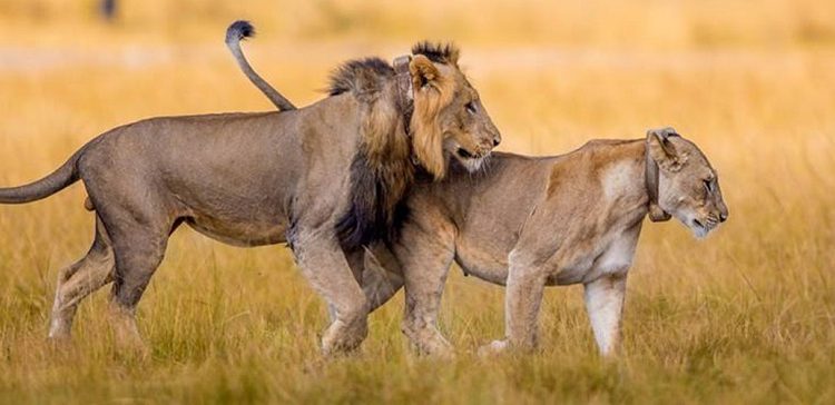 Largest national park in Rwanda | Rwanda wildlife safari Tour