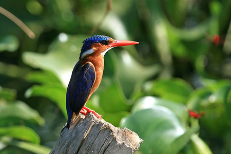 Bird watching safari in Mabira Forest | Uganda bird watching tours